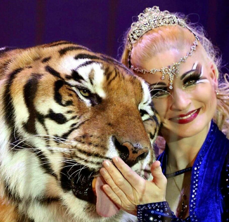 Tiger Sandokan attacks worker, shot dead by police