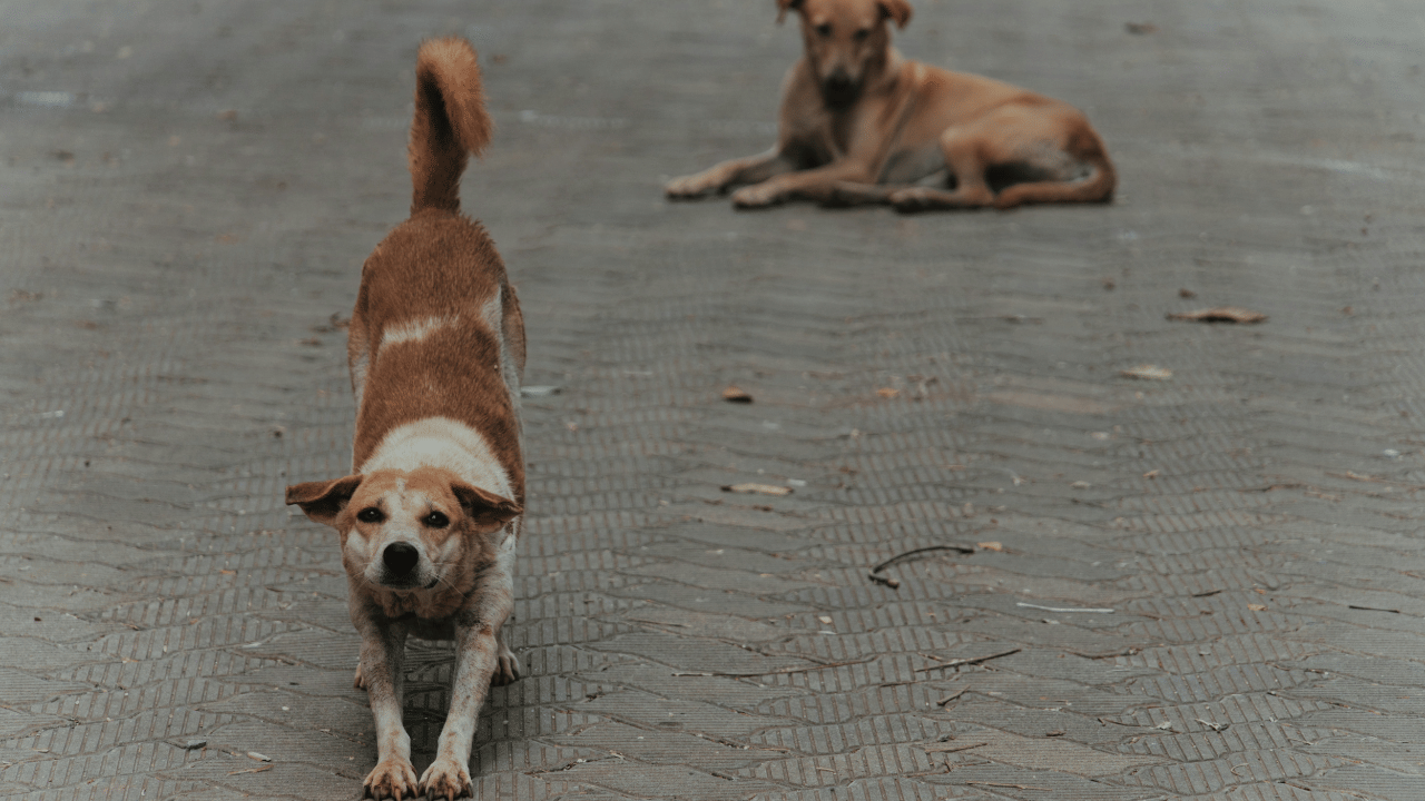 Supreme Court orders removal of stray dog from streets, says 'can't ...