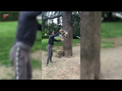 Jack Russell terrier pulls off insane tree trunk jump to grab stick