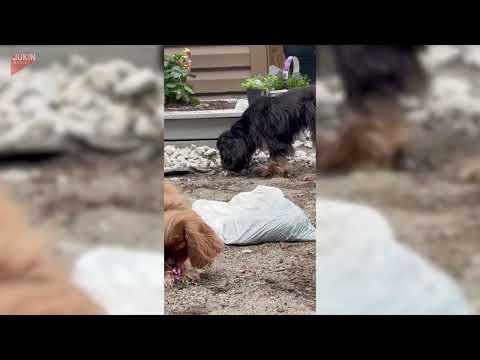 Dog eats flower during gardening