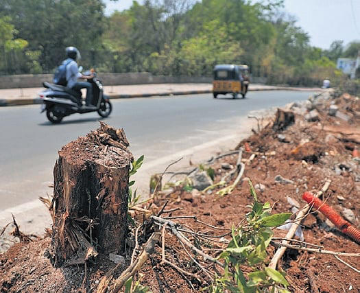 SC orders halt to tree felling around KBR Park