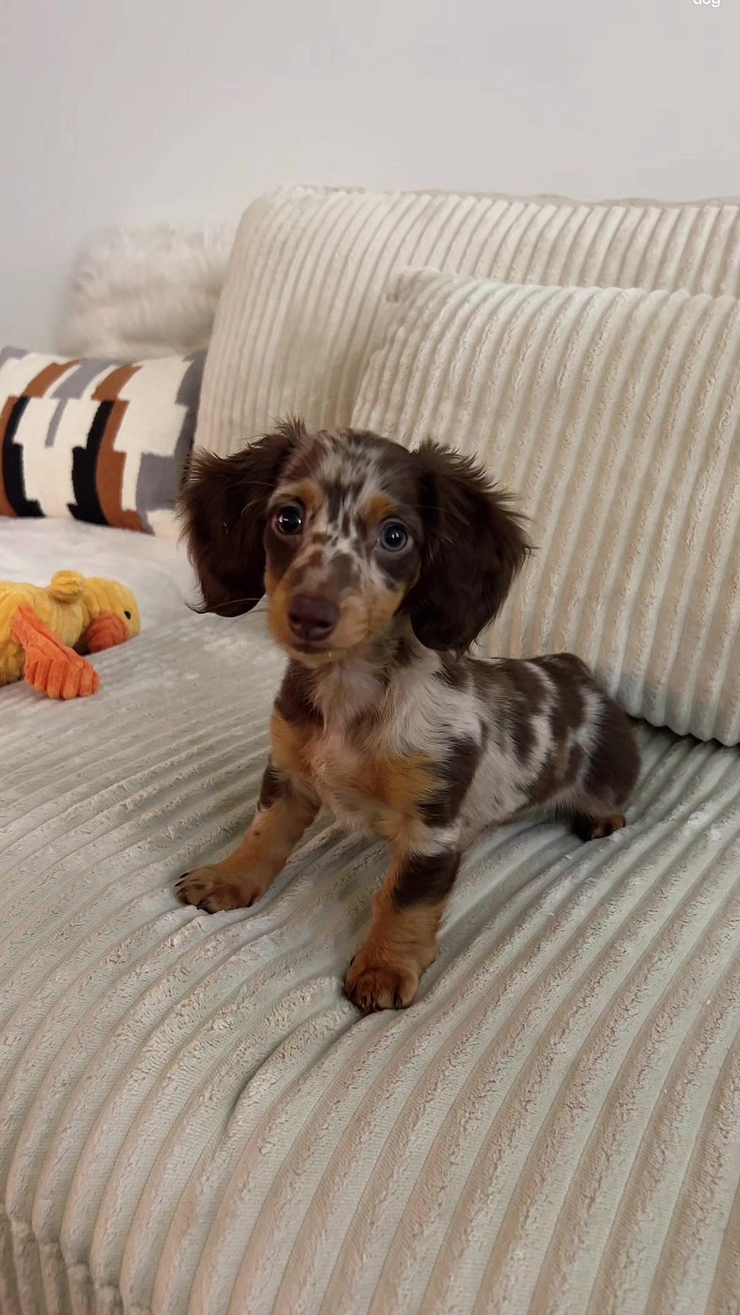 Confused mini dachshund puppy reacts to strange sounds