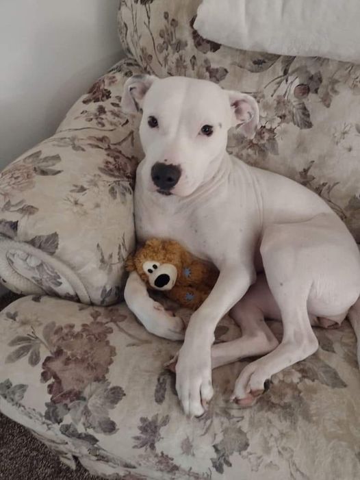 Dopo 17 anni con Thor, accoglie una cagnolina gettata da un’auto ...