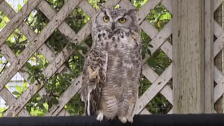 Meet Casper the owl, a 'natural mother' to 500 rescued babies