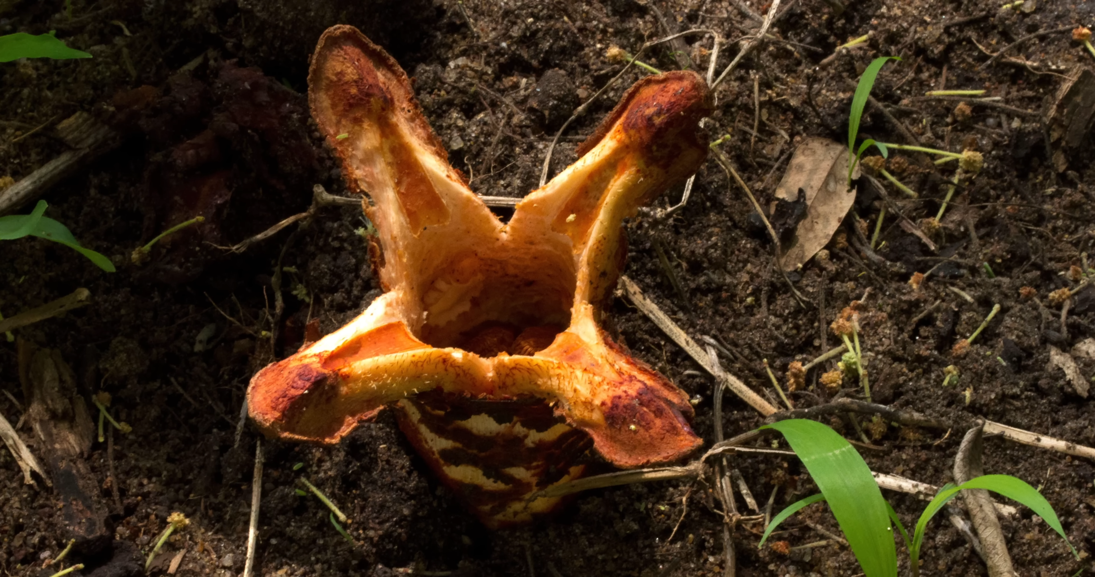 The alien plant that traps insects inside its 'mouth'