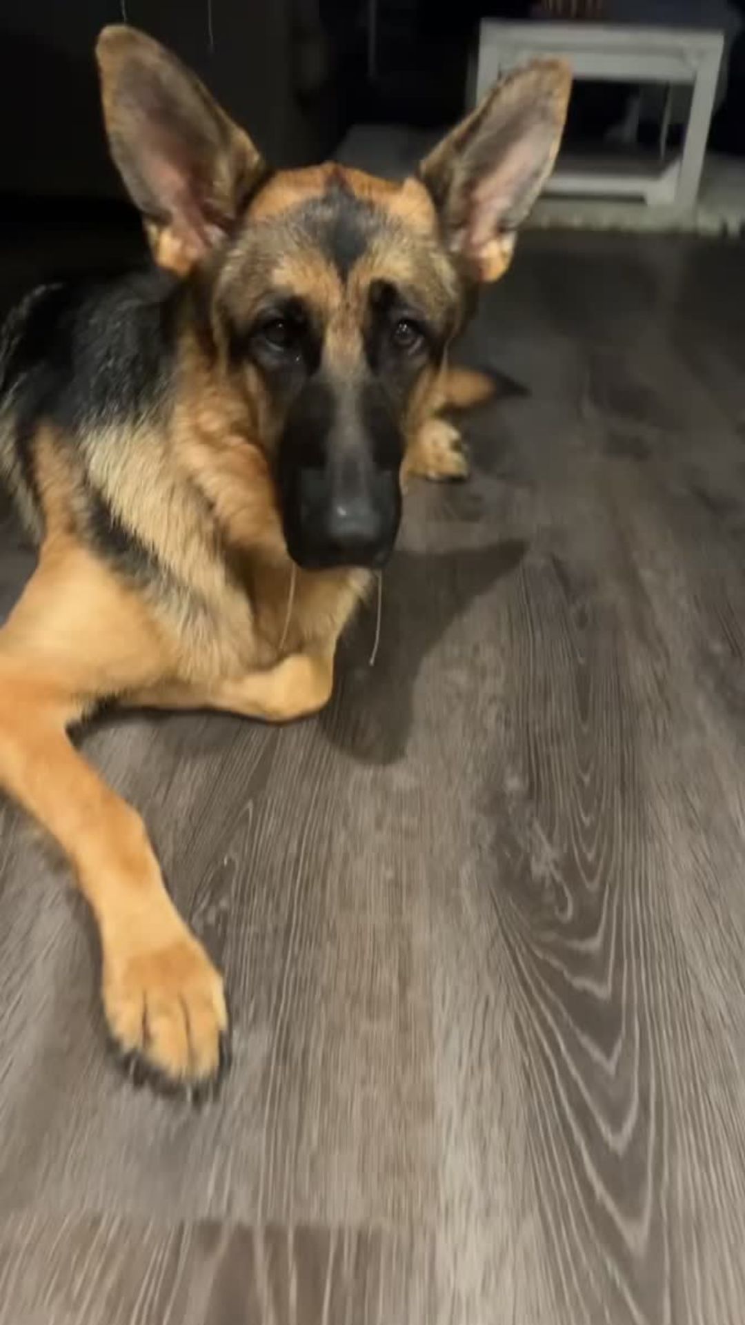 Sound trouble again, German shepherd puppy reacts instantly