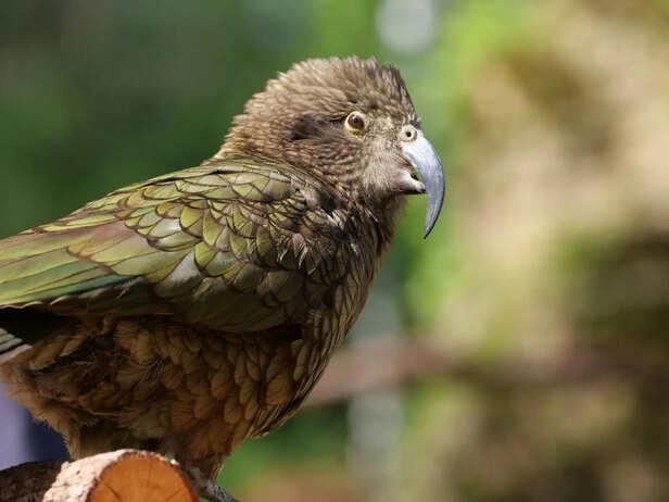10 flightless birds that defy nature’s rules