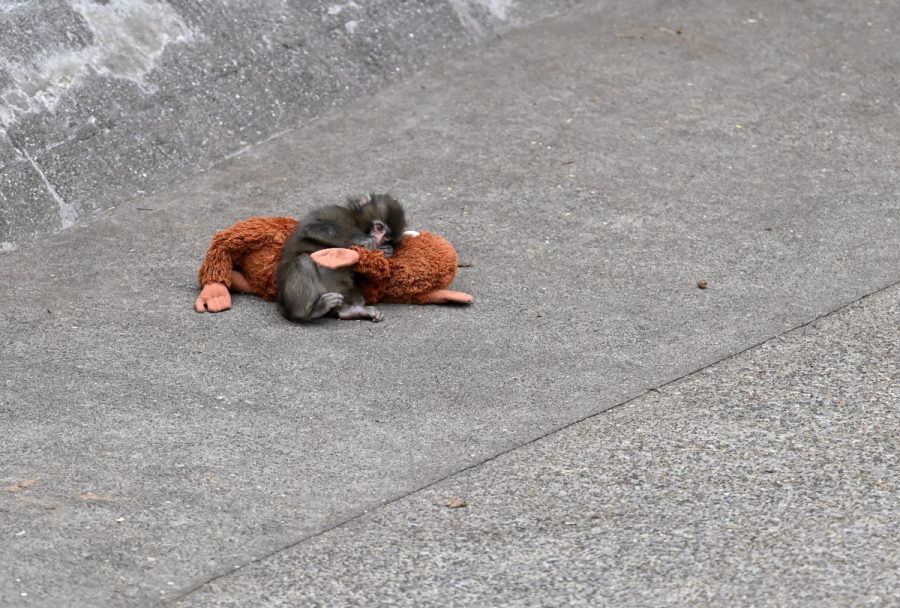 American influencers break into zoo enclosure housing beloved viral monkey