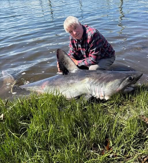 Shark seen near Salty Brine State Beach dies after rescue effort