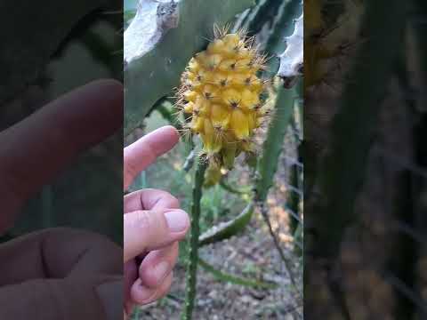 Simple trick to harvest thorny dragon fruits