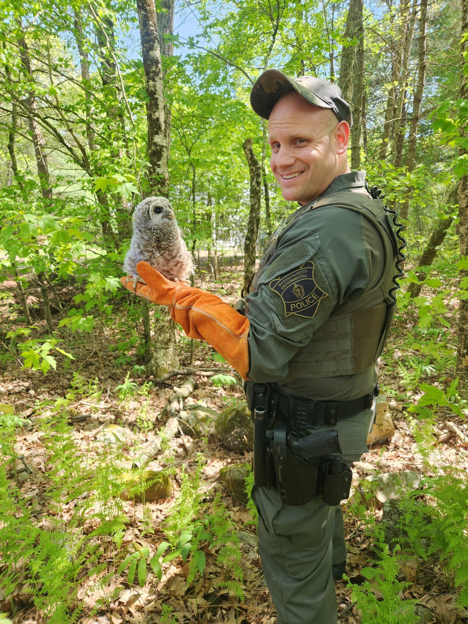 Monson police rescue juvenile owl from road