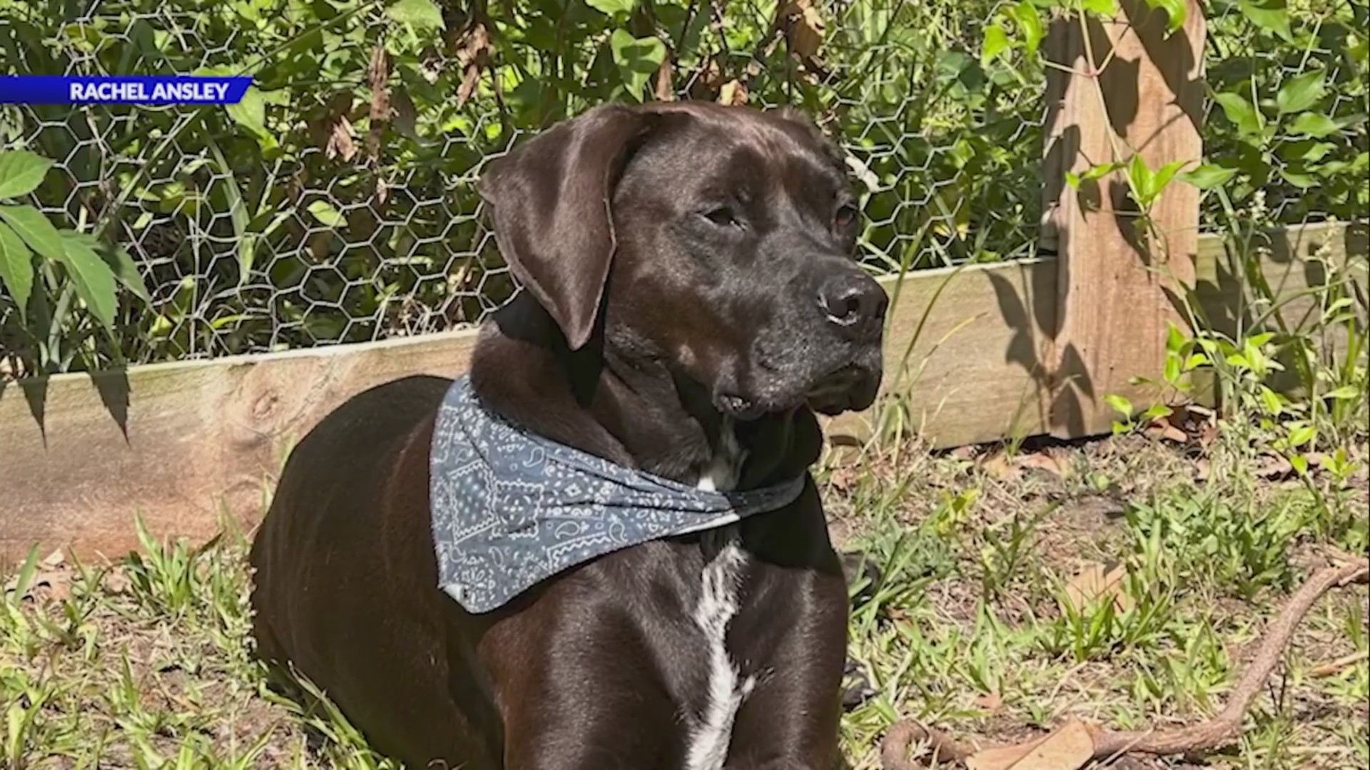 Denver woman's dog stolen outside Tattered Cover Bookstore