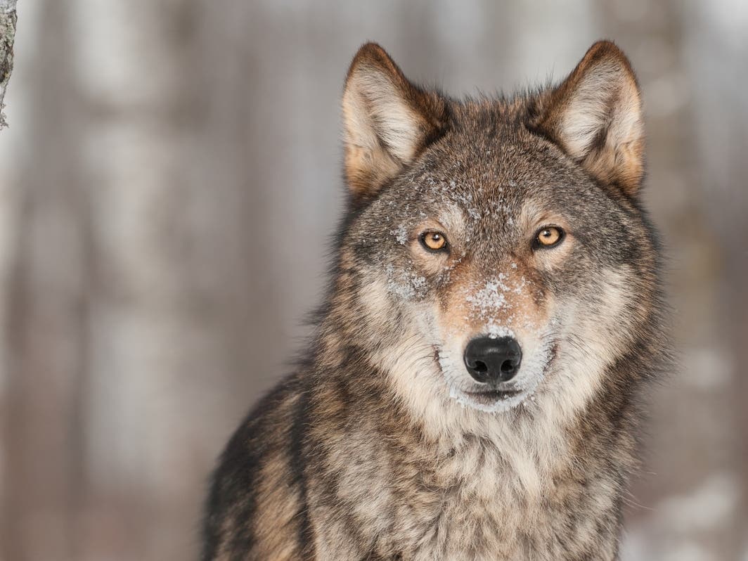 Gray wolf spotted in Sequoia National Park for first in more than 100 years