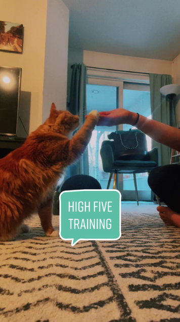 Fun Cat Training Session High Five Progress