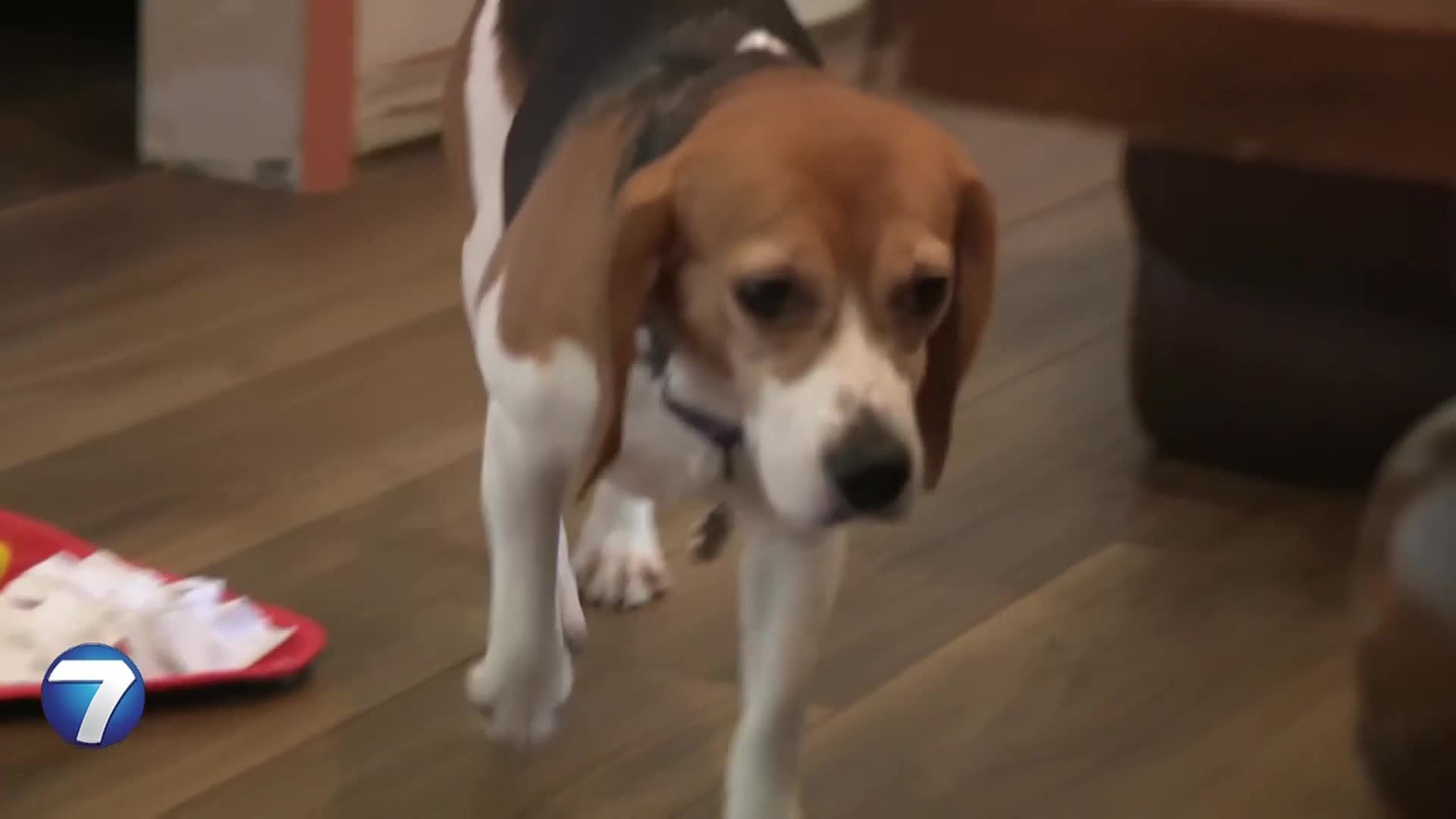 Beagles rescued from breeding facility now looking for home in the ...