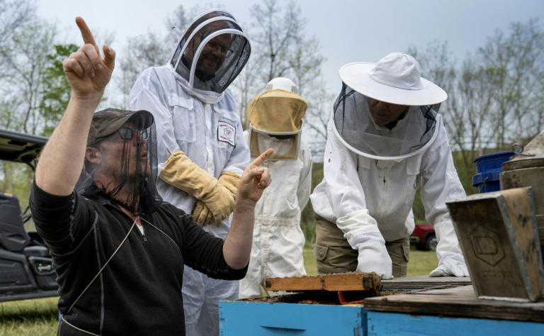 As bee population collapses, US apiarists fear research cuts