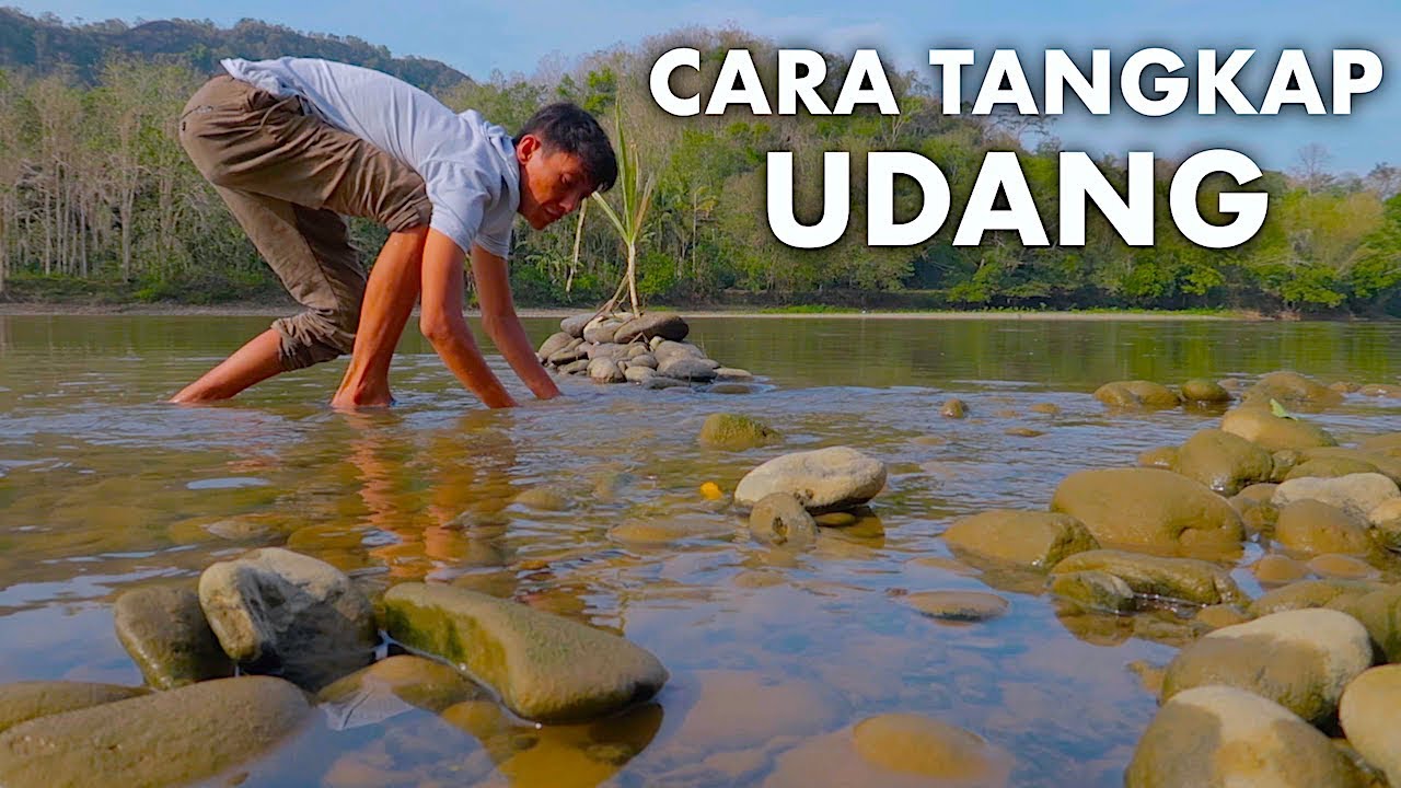 Cara sederhana menangkap udang di balik batu sungai