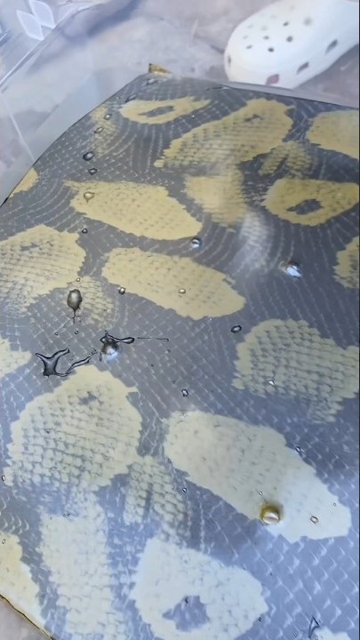 He made his Crocs snakeskin!