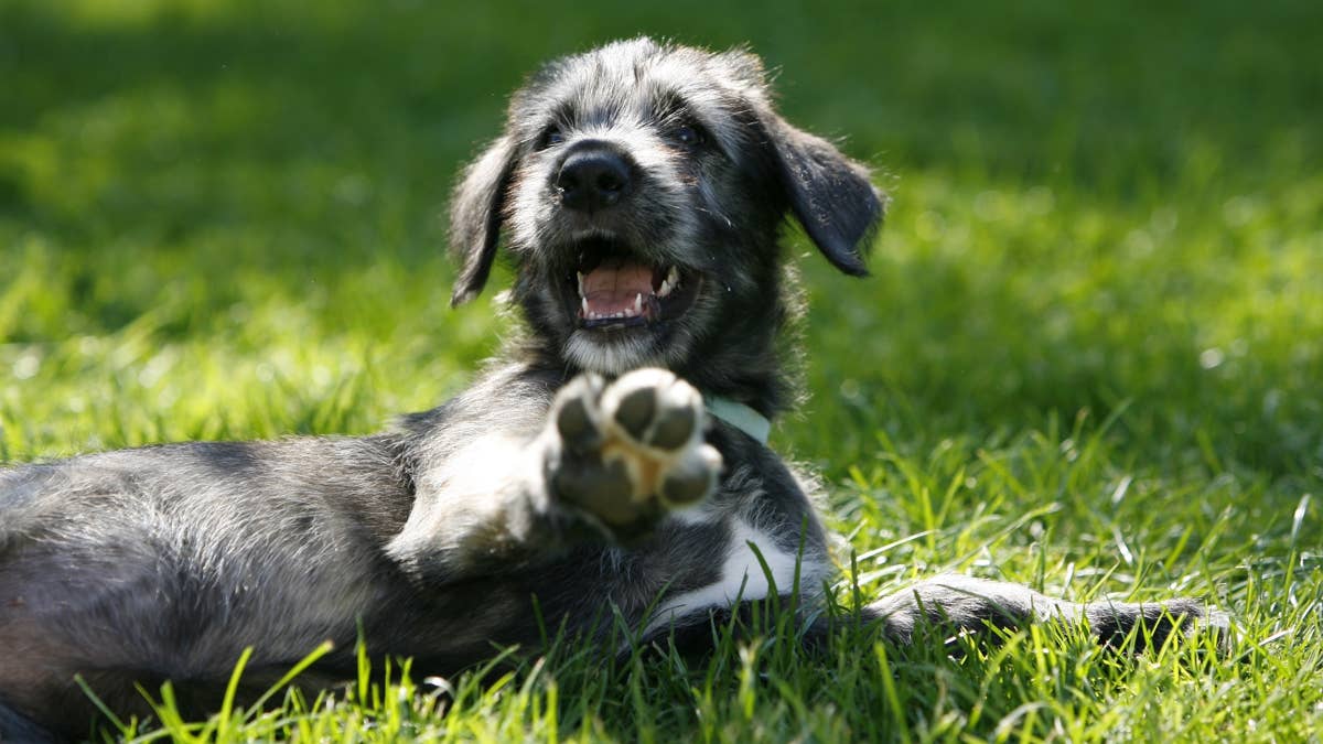 Irish wolfhound becomes the gentle giant ‘mom’ to a group of baby goats