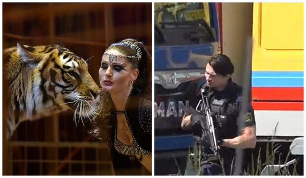 A la “reina de los tigres” se le escapó uno, hirió grave a un cuidador ...