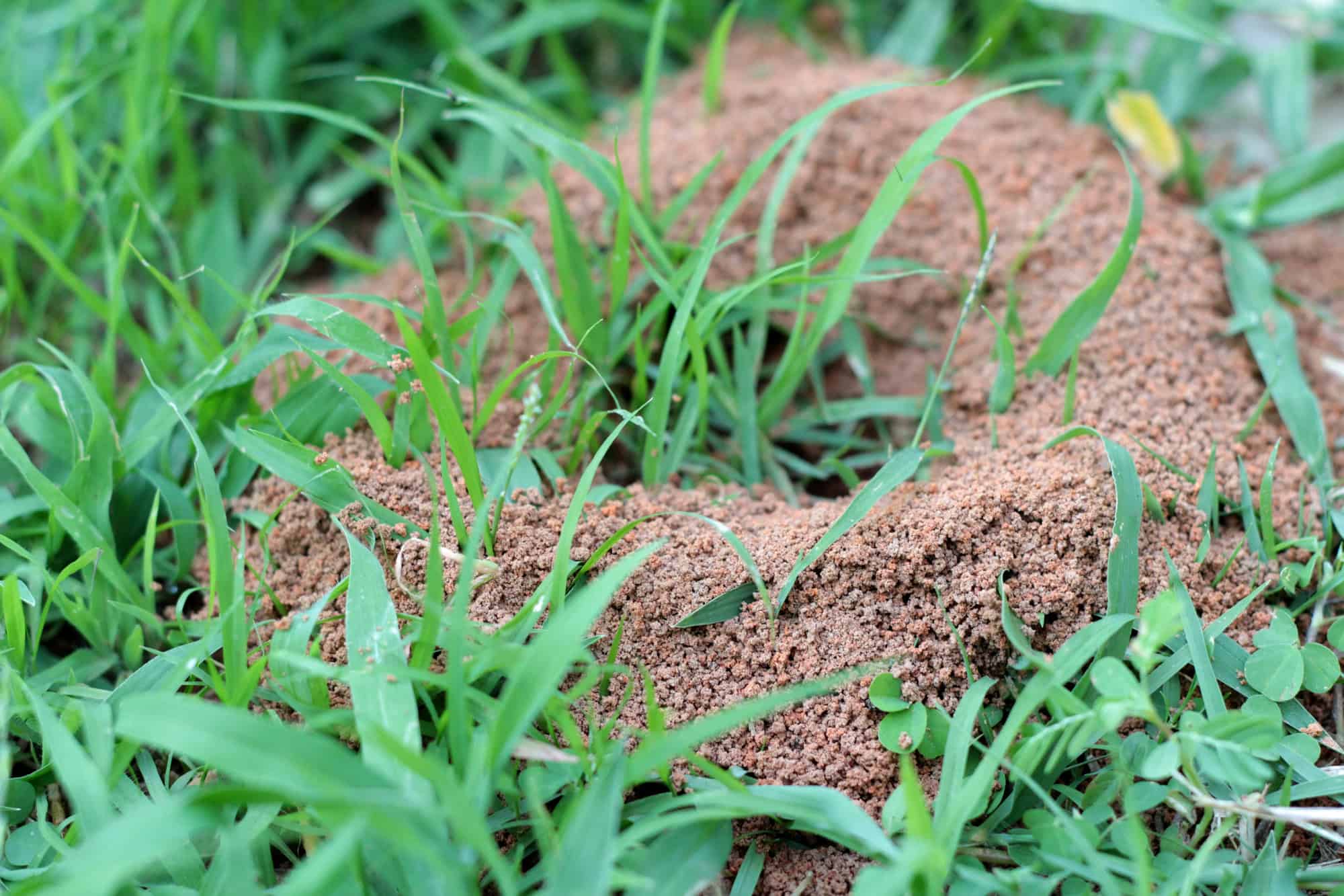 Why ant hills take over lawns in summer (and how to level them)