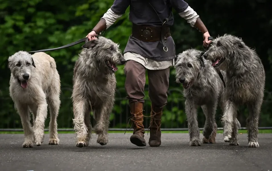Large dogs show remarkable compassion in diverse settings