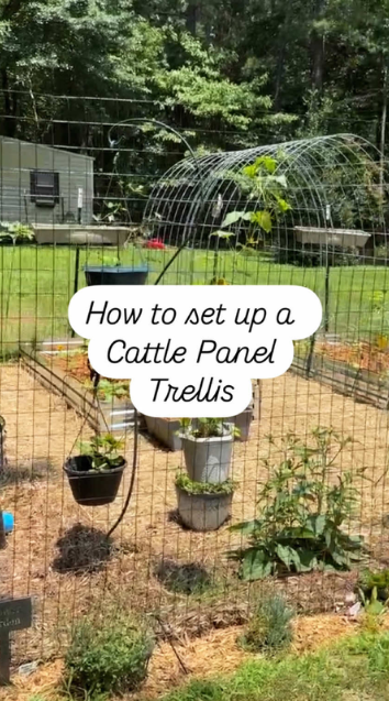 Cattle panel trellis setup for raised garden