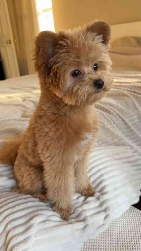 What caught this fluffy dog’s attention outside?
