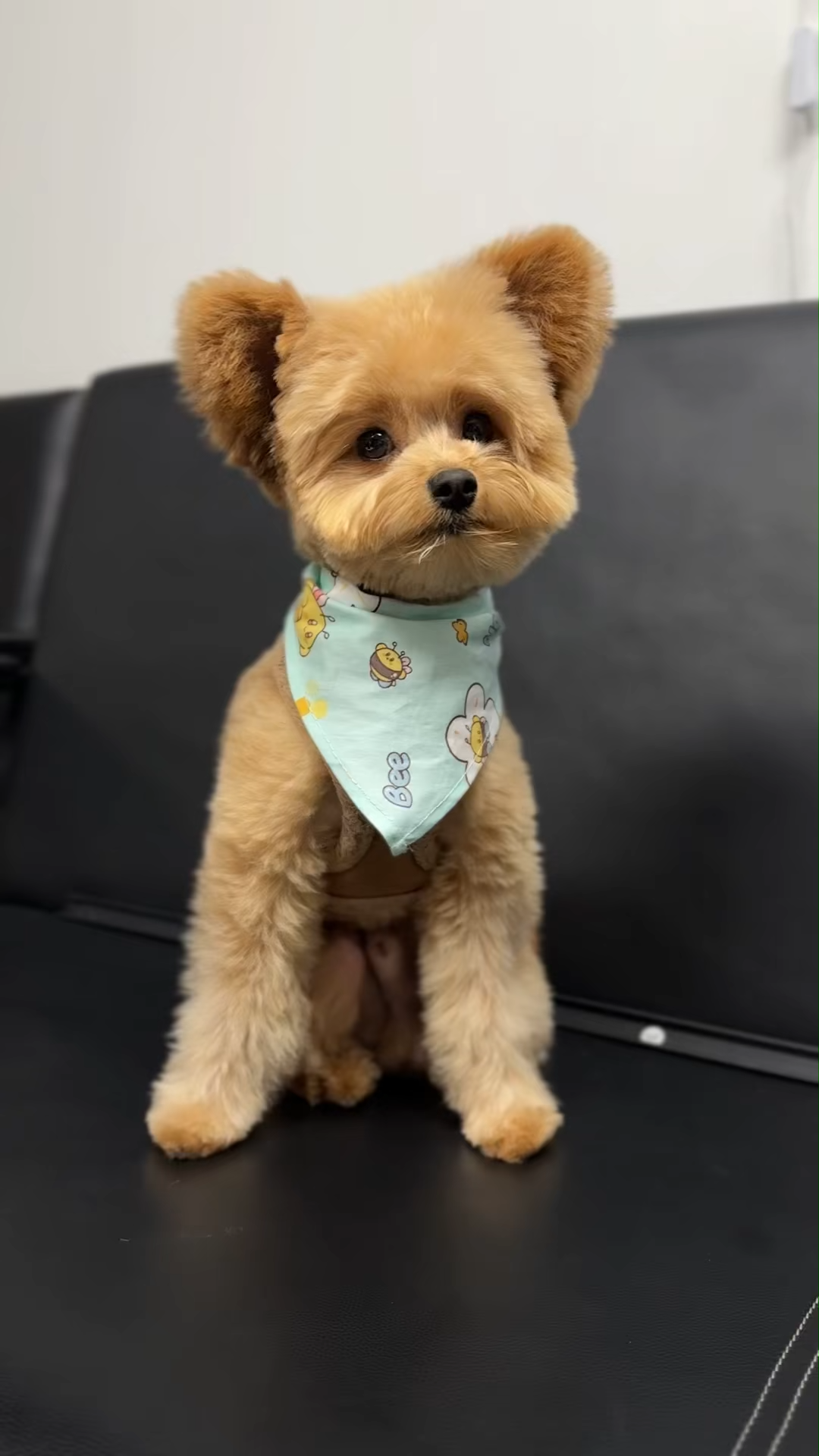This fluffy little dog looks almost too cute to be real