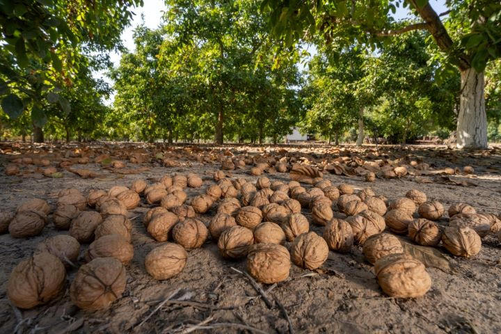 I watched thousands of walnuts rain down – here’s the story in a nutshell
