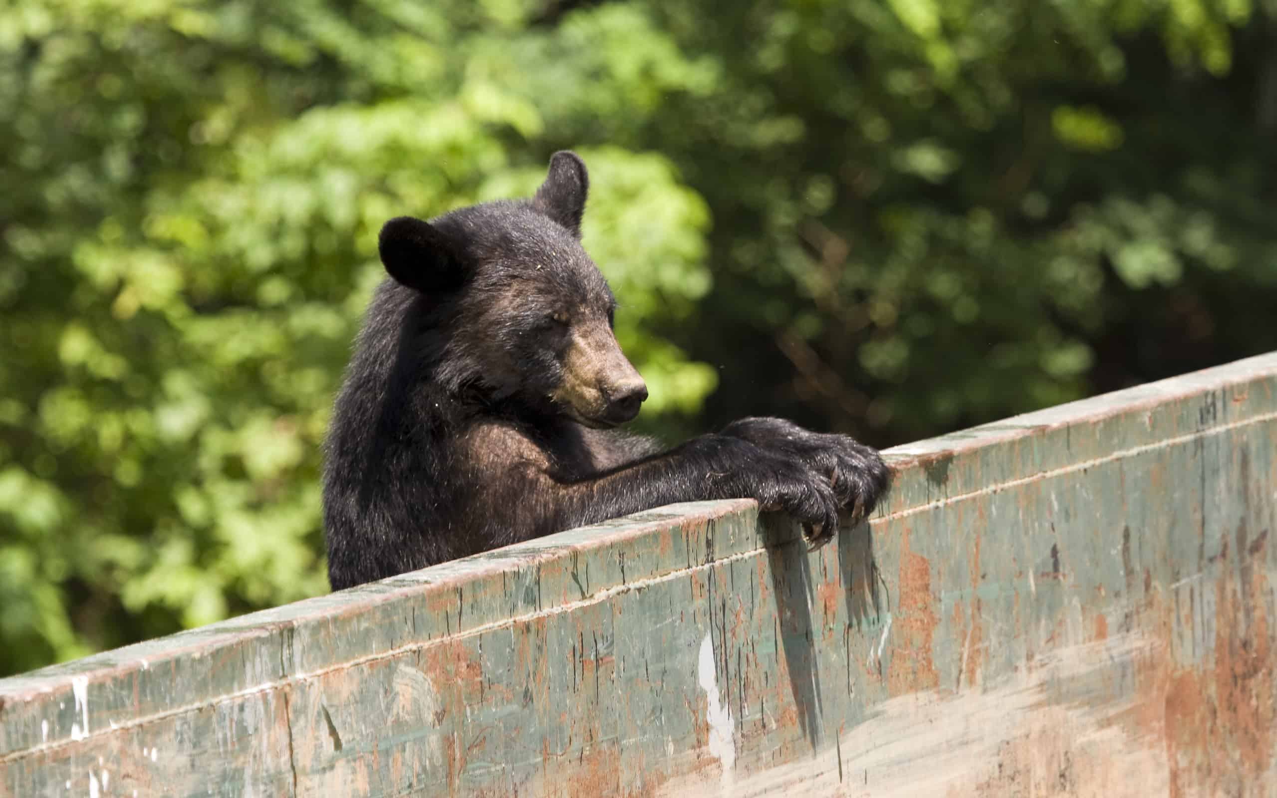 8 Colorado bear hotspots where hikers should stay alert