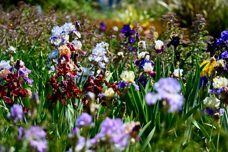 Video: Portland’s iris flowers in peak bloom this week