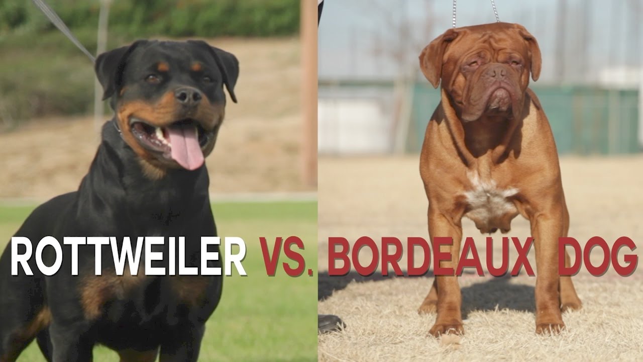 Rottweiler vs. Dogue de Bordeaux: Heavyweight dog battle