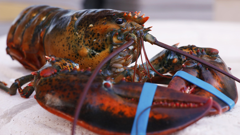 13 tips for making a mouth-watering lobster roll