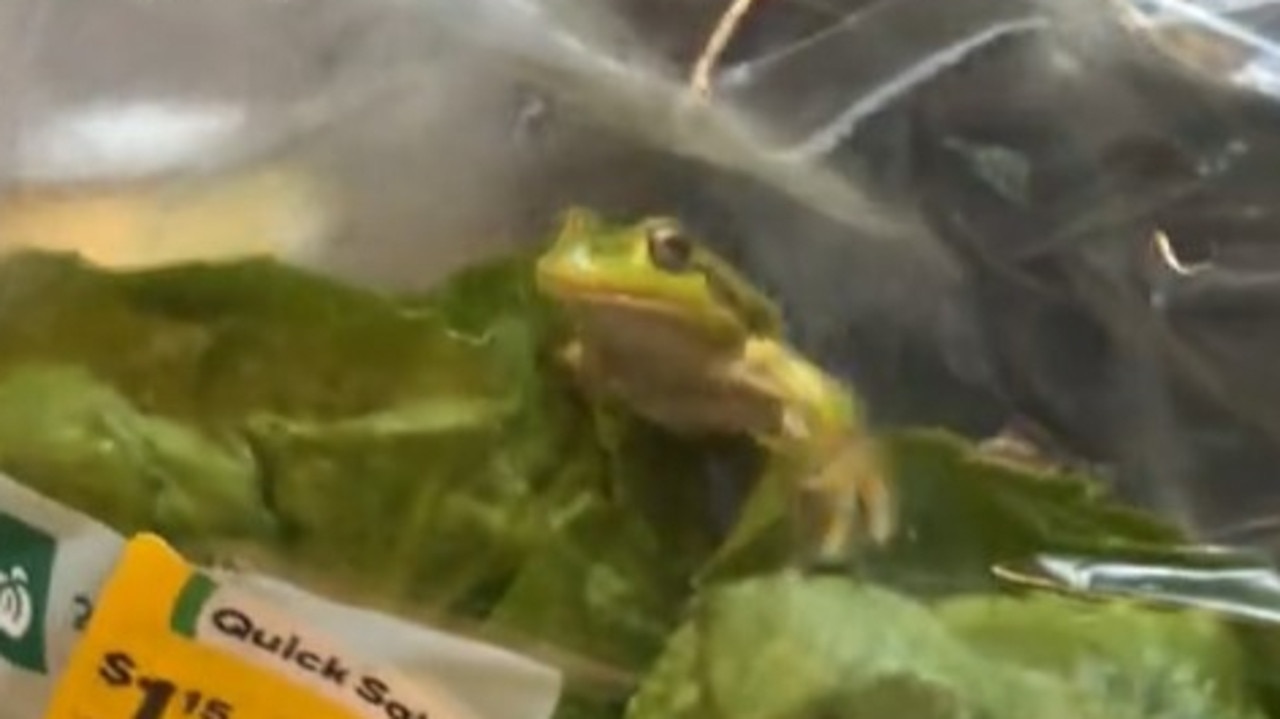 Shock find inside Woolies lettuce bag