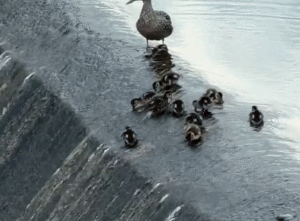 Ducklings slide down slippery wall at dam in Kentucky
