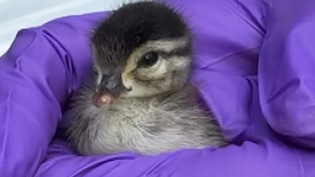 How WBZ-TV's Lisa Hughes helped rescue a duckling found abandoned in ...