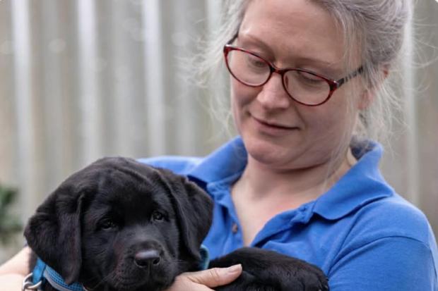 Military dog charity urgently seeks puppy socialisers in Wiltshire