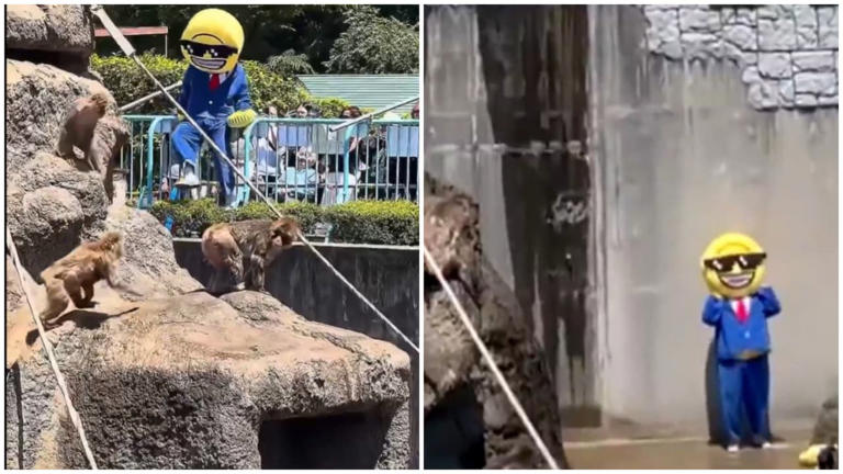 US tourists invade viral Punch The Monkey's zoo enclosure in Japan ...