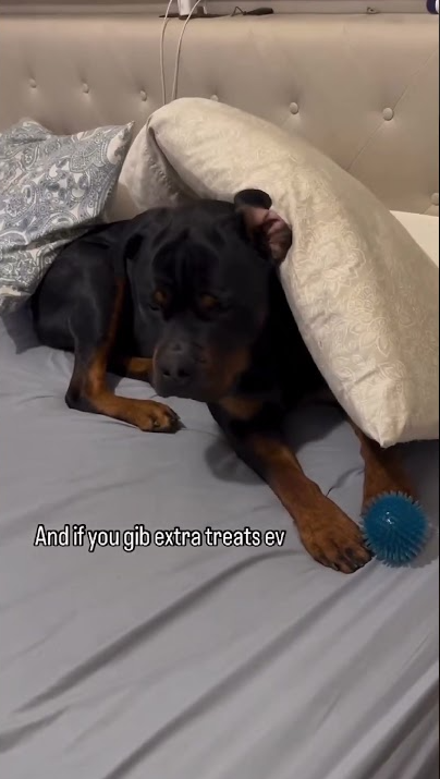 Should you let your dog sleep in your bed?