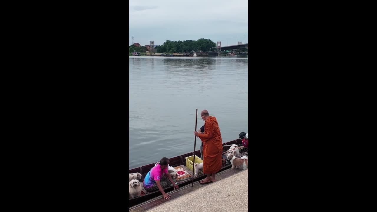 Buddhist monk takes temple dogs on morning boat ride to collect donations