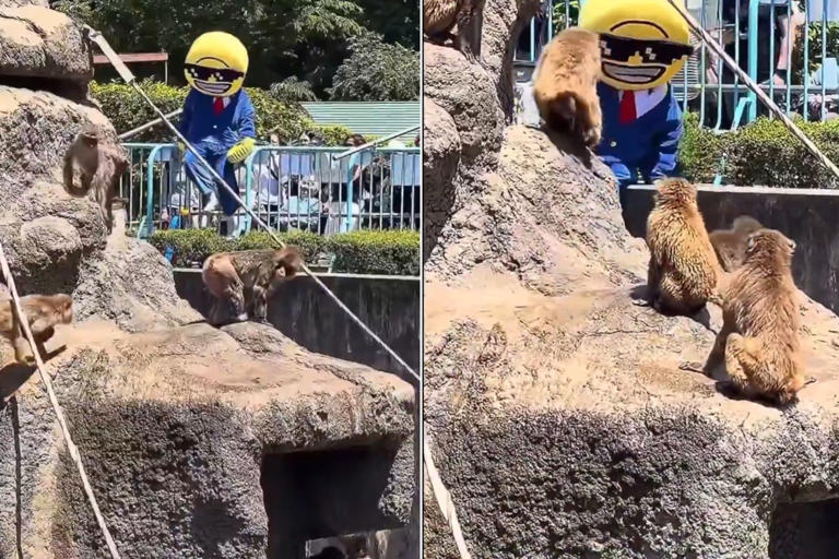 Influencer scavalcano il recinto del macaco Punch: il folle gesto per ...