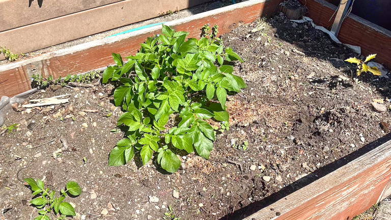 I tried the 'cardboard method' in my garden bed — and it totally worked