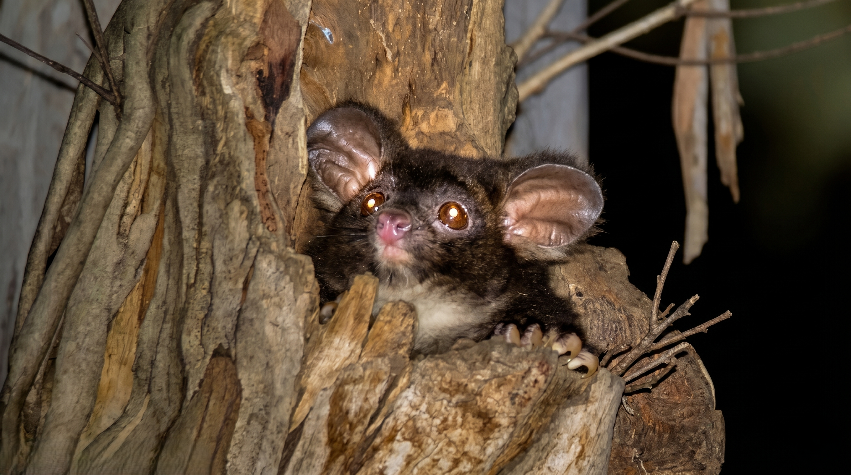 Watch these flying koalas glide through forests like living parachutes