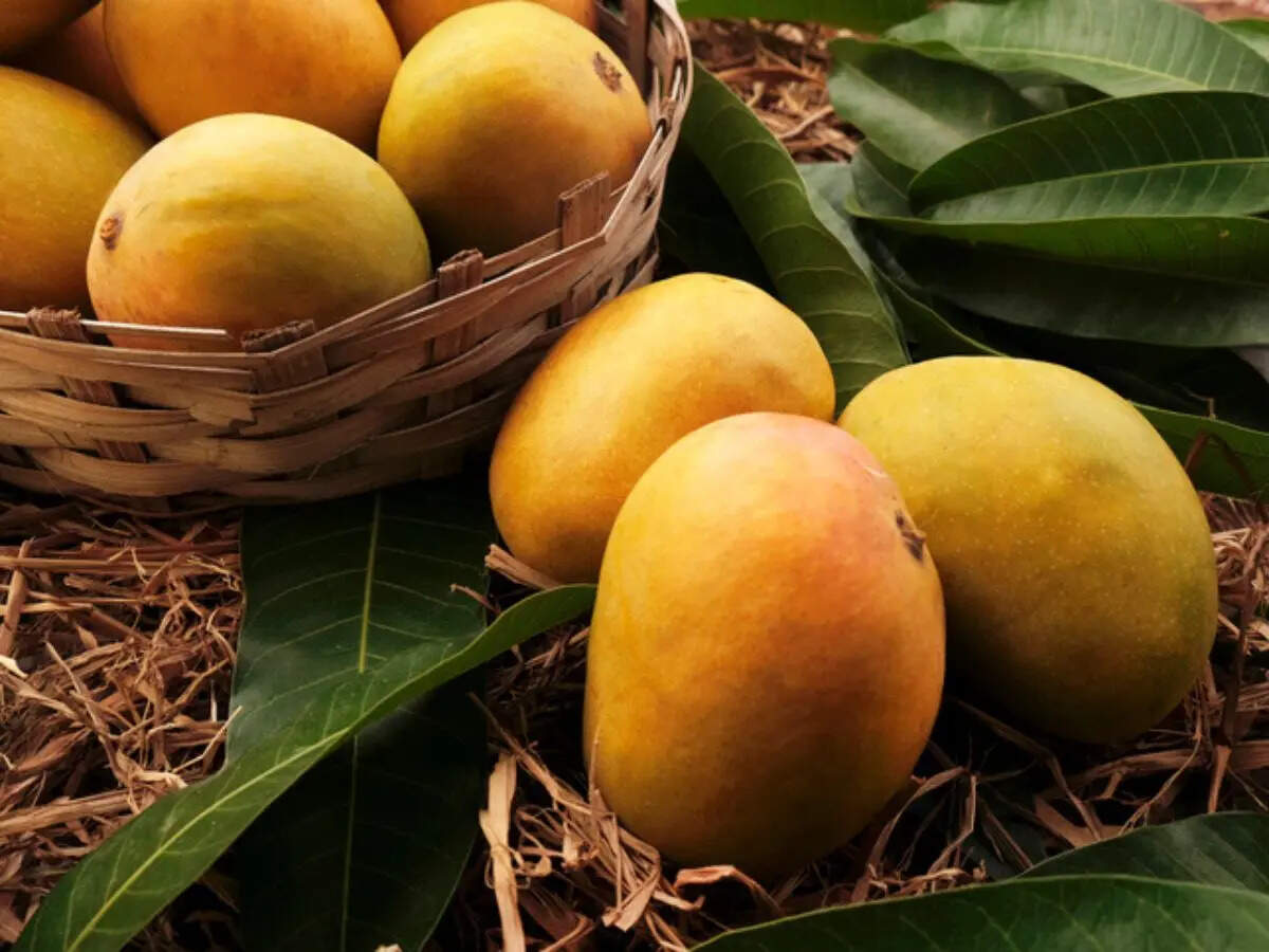 6 simple tips to grow a mango plant in a pot