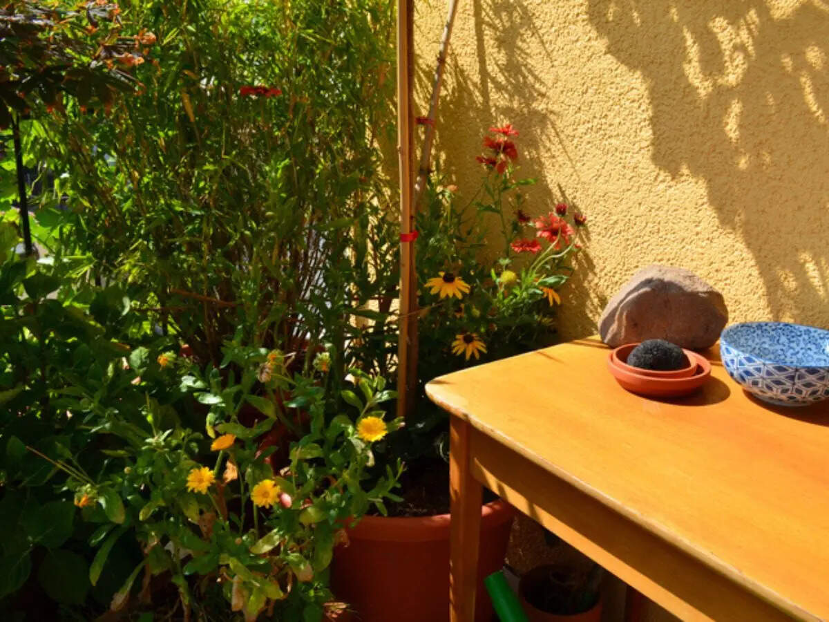 6 simple tips to grow a mango plant in a pot