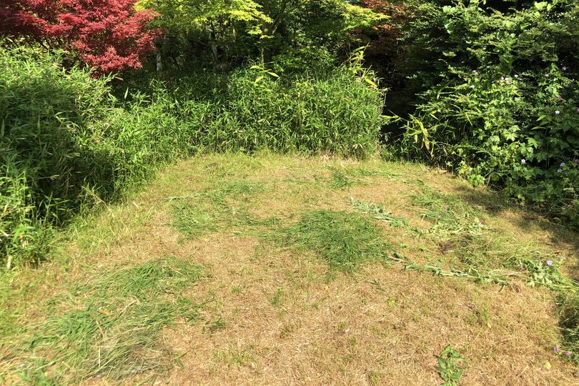Lawns will grow thick and healthy grass with this 1 bathroom item used ...