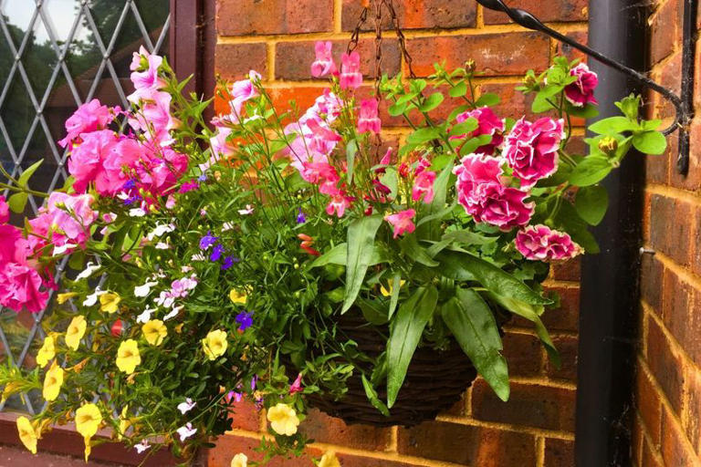 Anyone with a hanging basket asked to add a kitchen sponge to it before ...