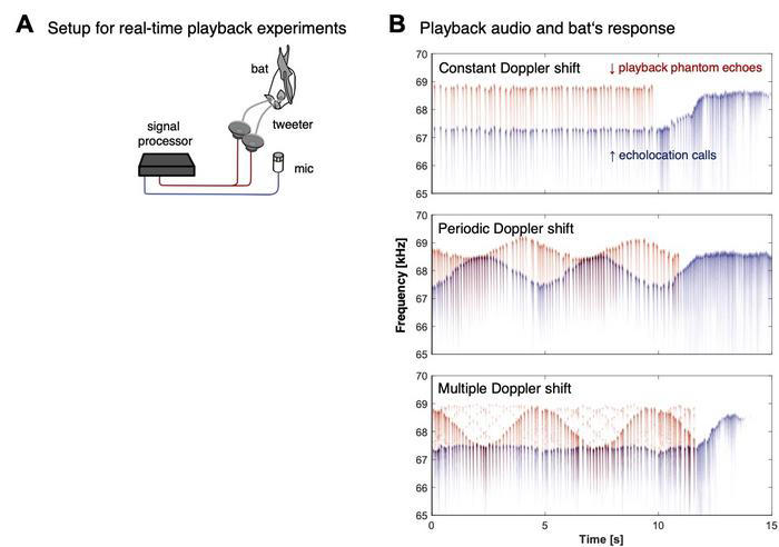 Japanese horseshoe bats use ultrasonic frequency control to filter prey ...