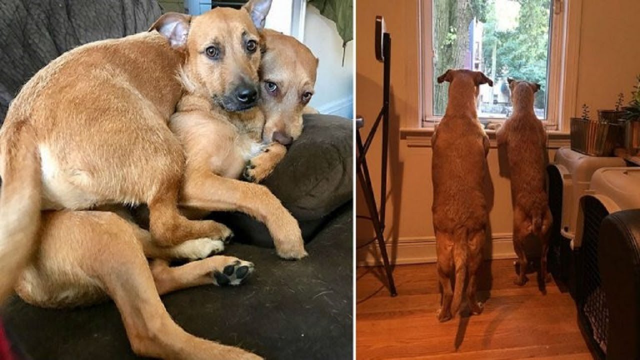 Dog finds her twin while out on a walk